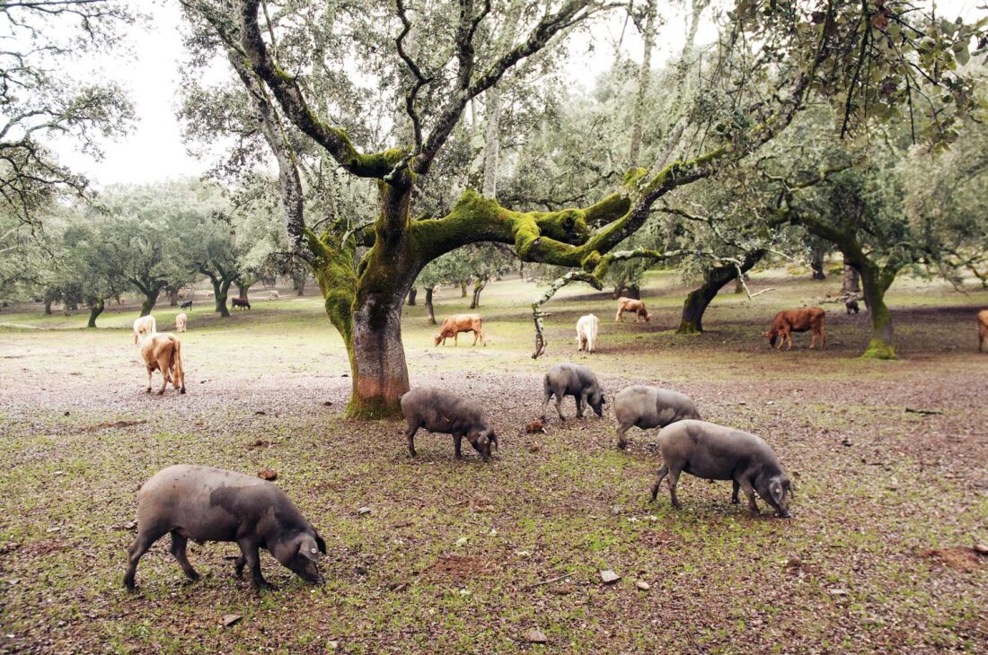 Animals on the Farm: A Holistic Approach – Mother Earth News